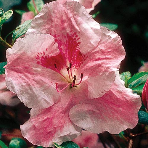 Azalea - Hilda Niblett | Little Pink Houses Produce Athens, AL